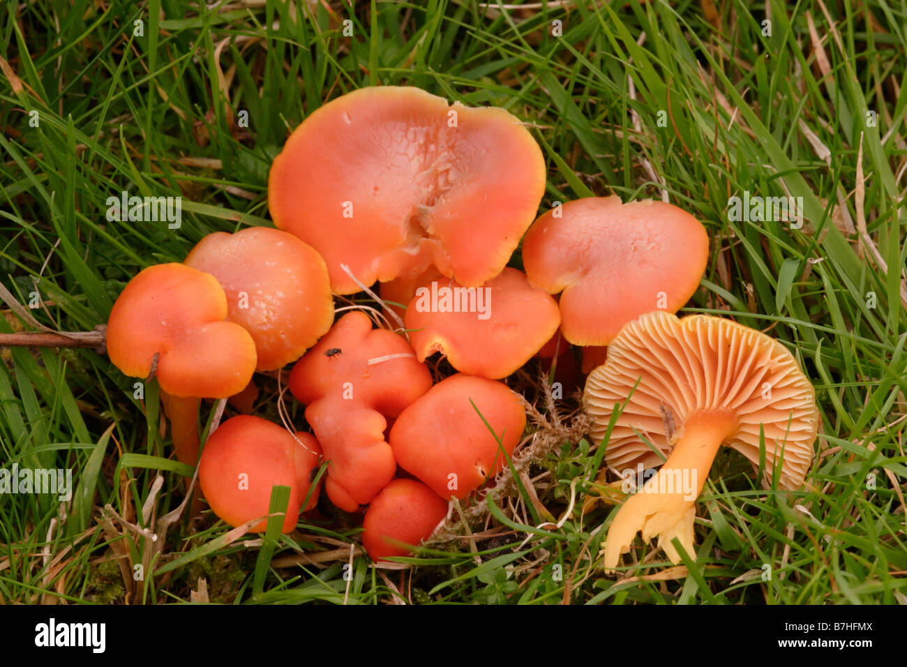 Orange Fungi Uk Stock Photos & Orange Fungi Uk Stock Images - Alamy