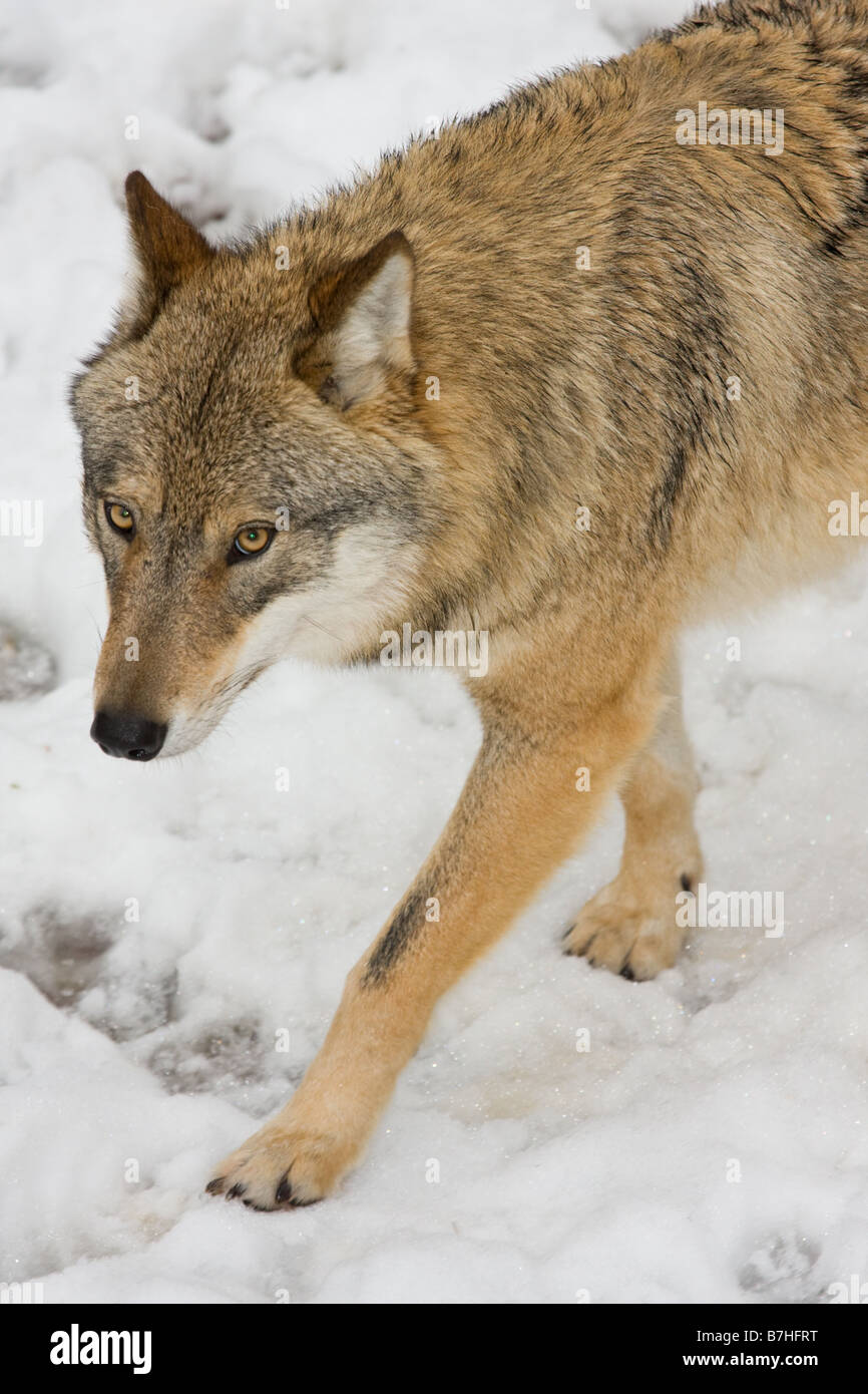 wild wolf in a forrest Stock Photo - Alamy
