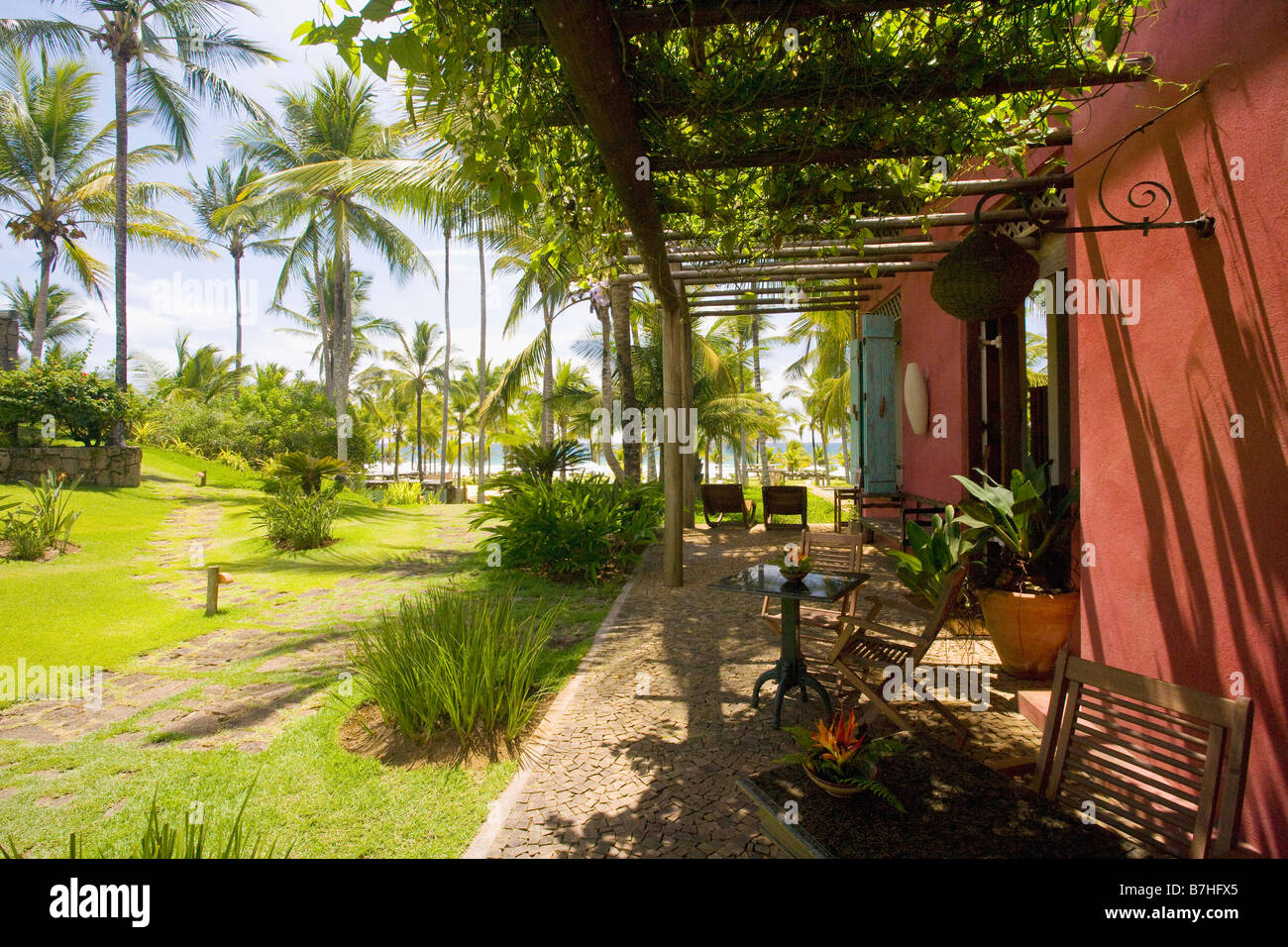 Climbing green plants on pergola above veranda with terracotta coloured ...