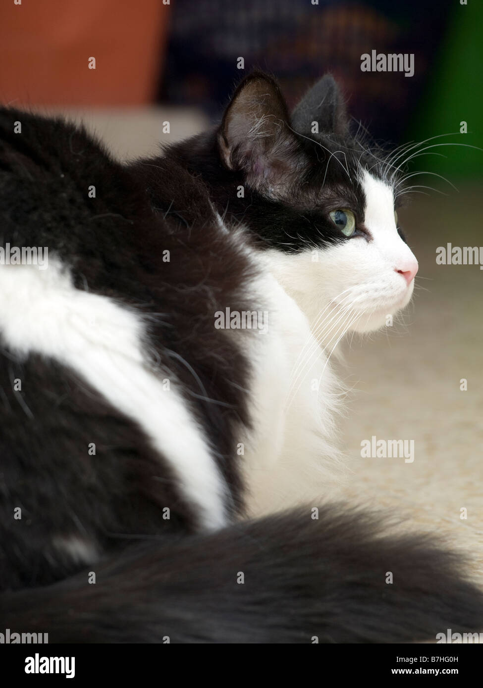 Toccido hi-res stock photography and images - Alamy