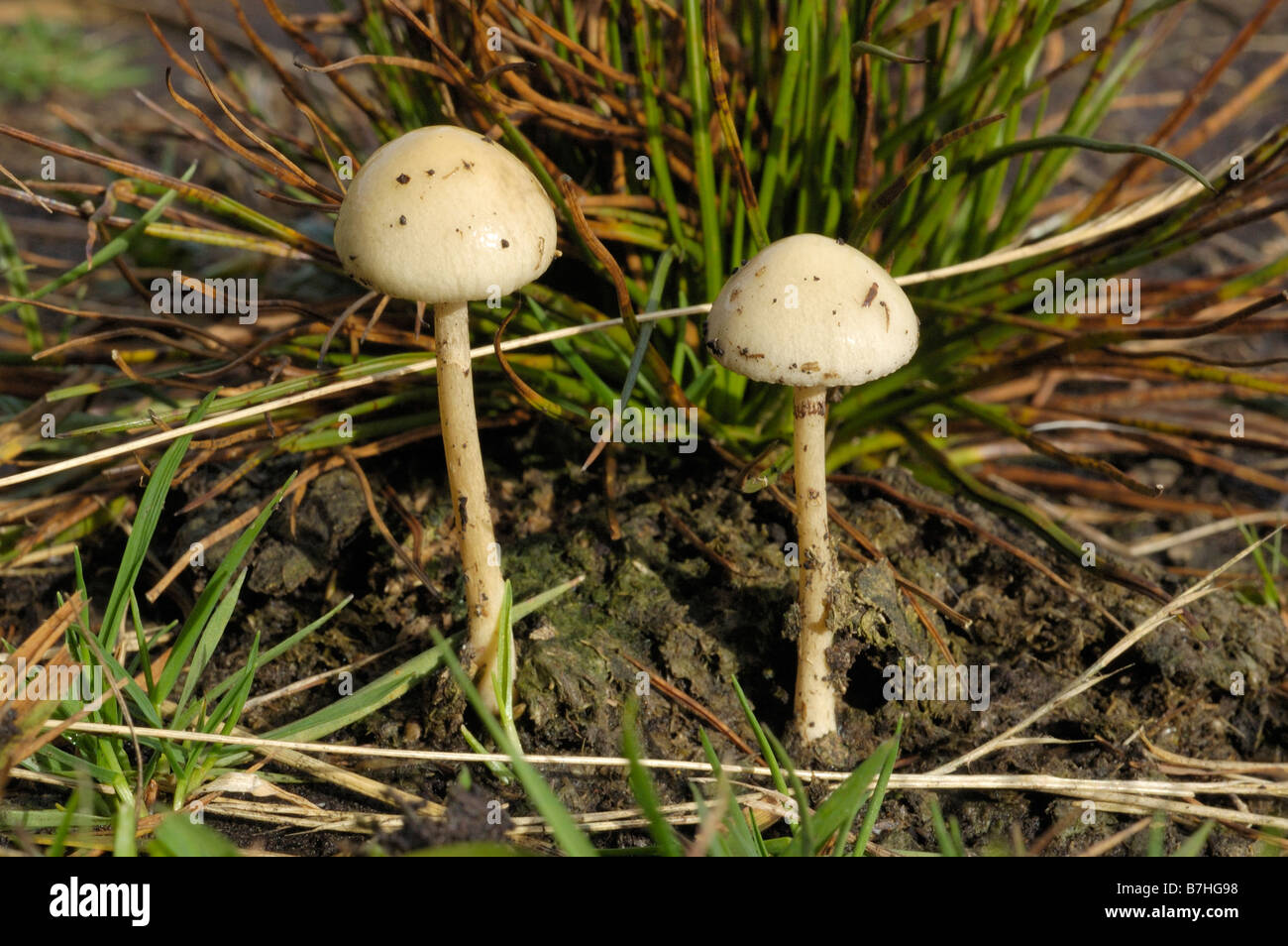 Stropharia semiglobata hi-res stock photography and images - Alamy