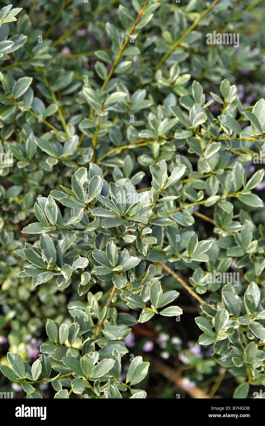 ILEX CRENATA SHIRO FUKURIN Stock Photo - Alamy