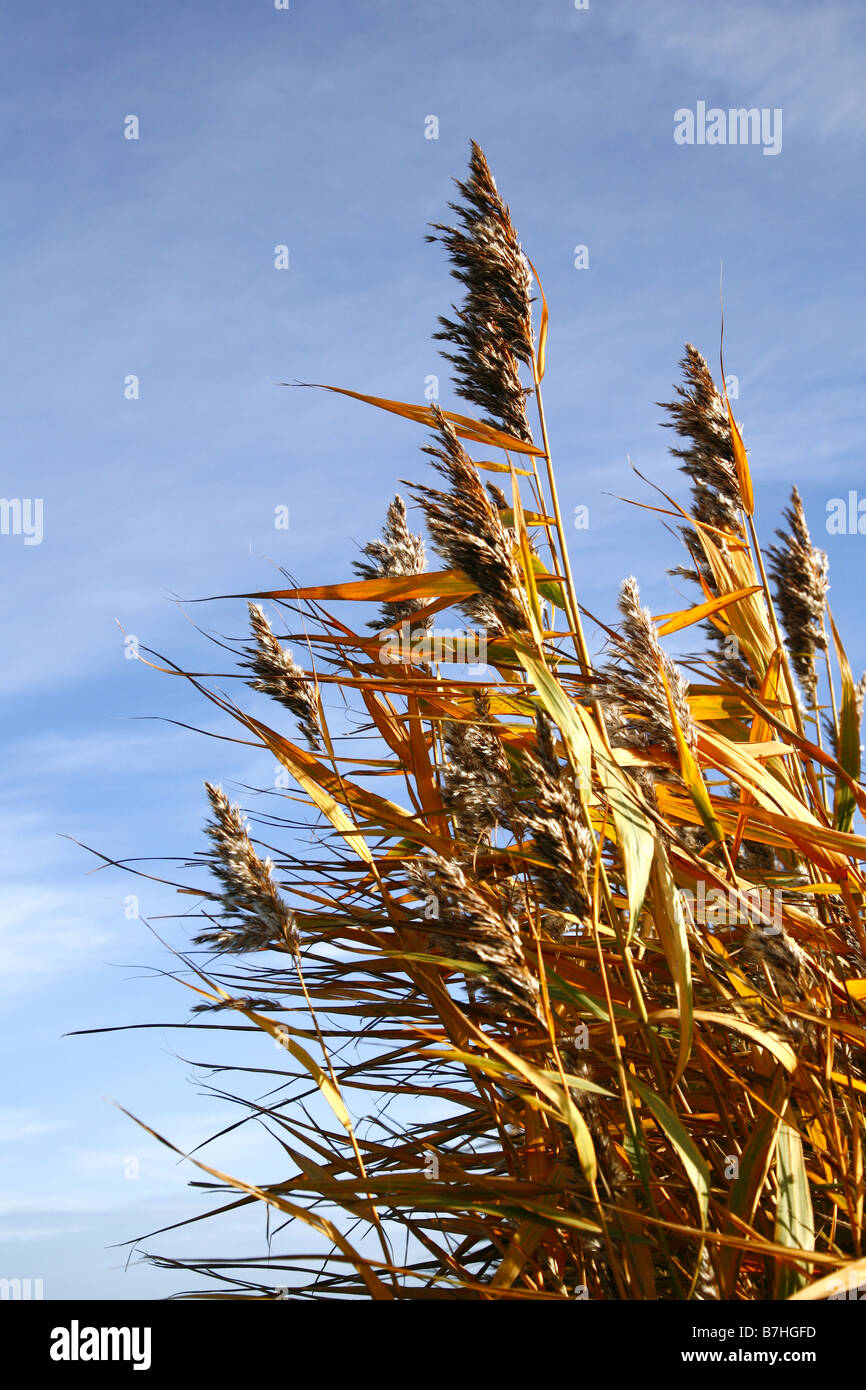 Windswept marsh grass grasses reeds Norfolk stiffkey Stock Photo - Alamy