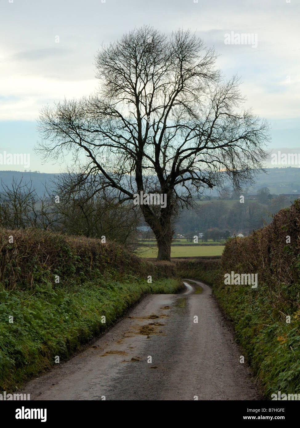 Forlorn tree hi-res stock photography and images - Alamy