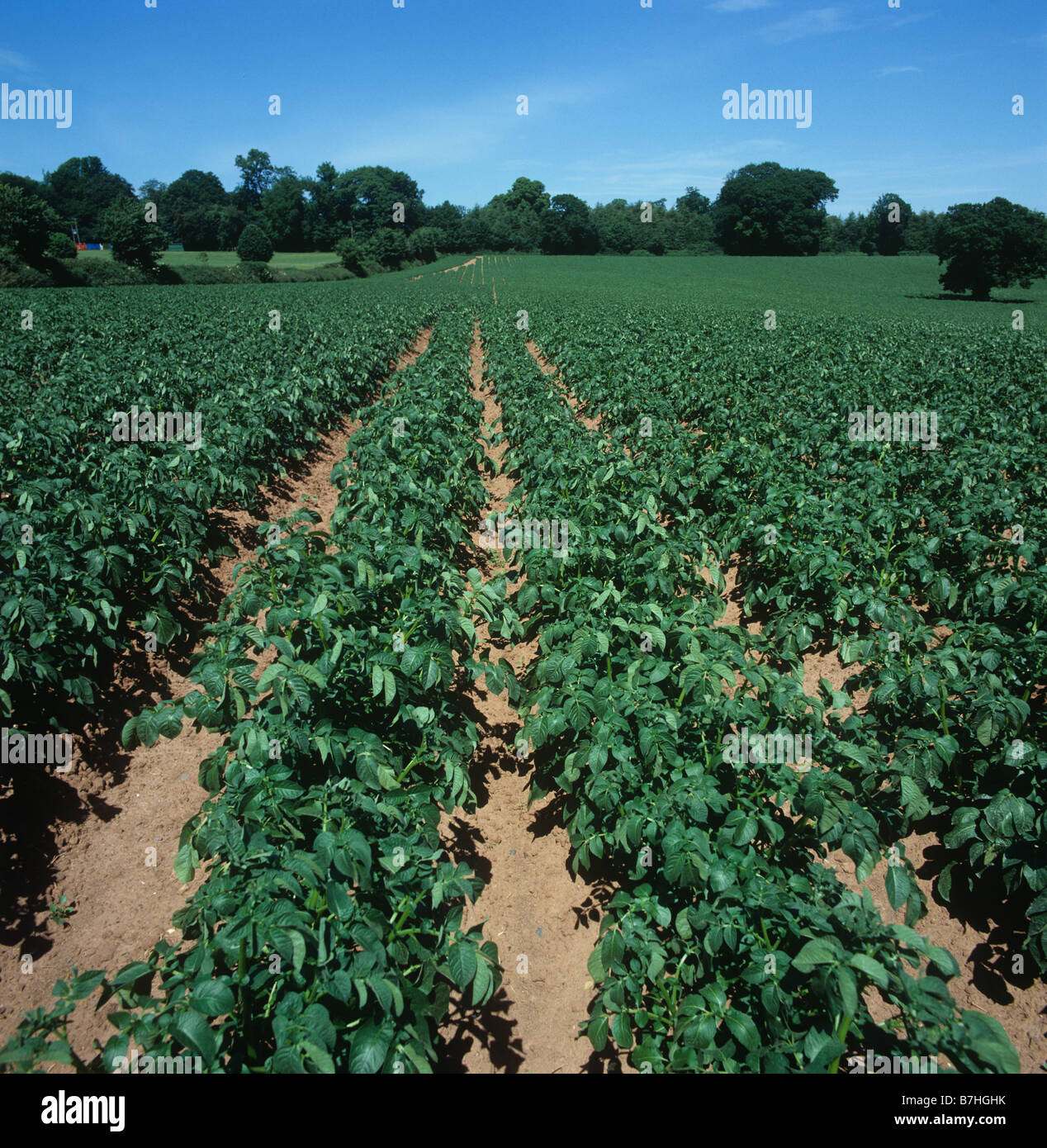 Immature potatoes hi-res stock photography and images - Alamy
