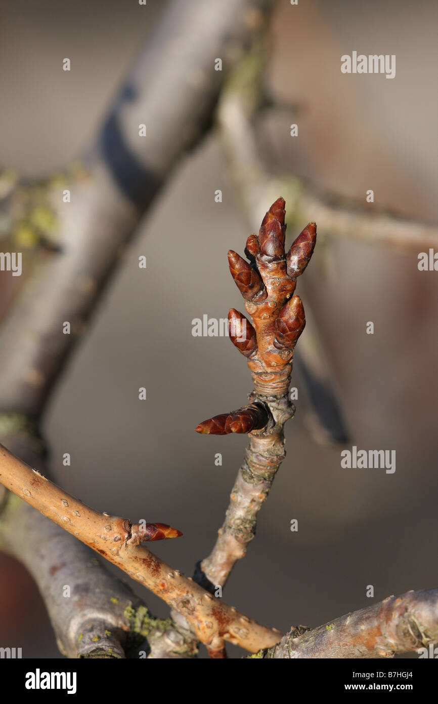 New buds beginning to emerge in spring on an ornemental garden tree ...