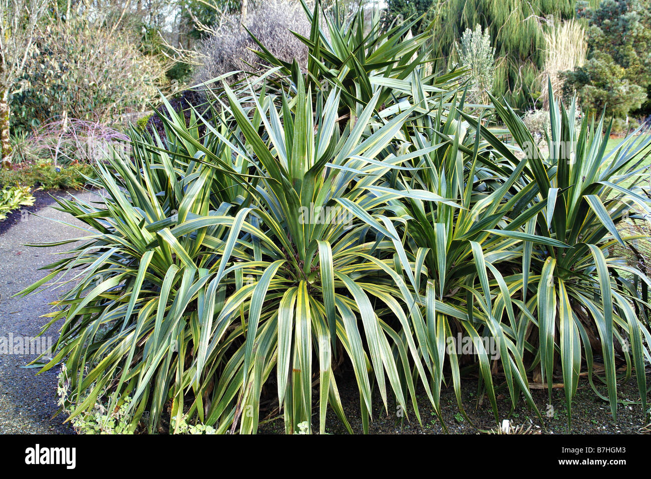 YUCCA RECURVIFOLIA MARGINATA AT RHS ROSEMOOR DEVON Stock Photo - Alamy