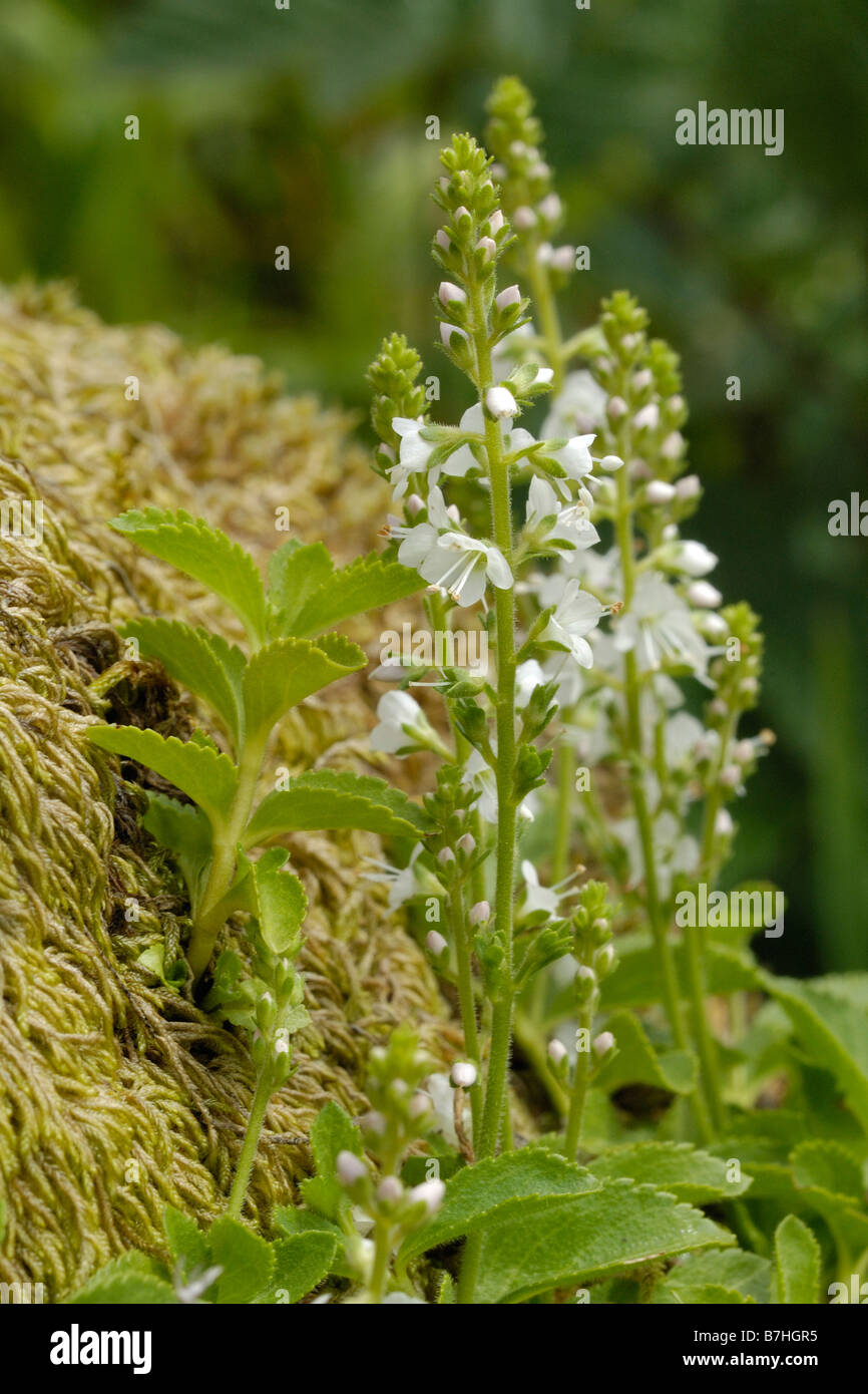 Heath Speedwell Veronica Officinalis Scrophulariaceae Stock Photos ...