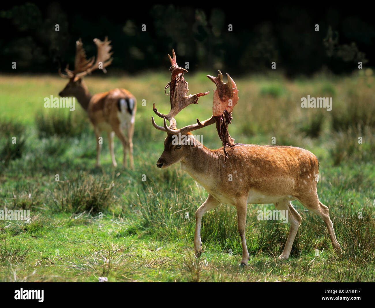 fallow deer - stag Stock Photo - Alamy