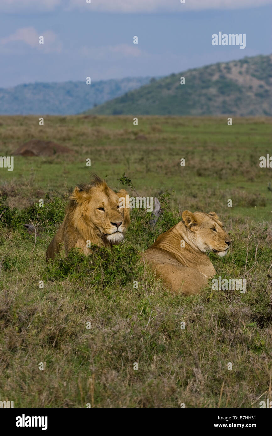 Lion and lioness Stock Photo - Alamy