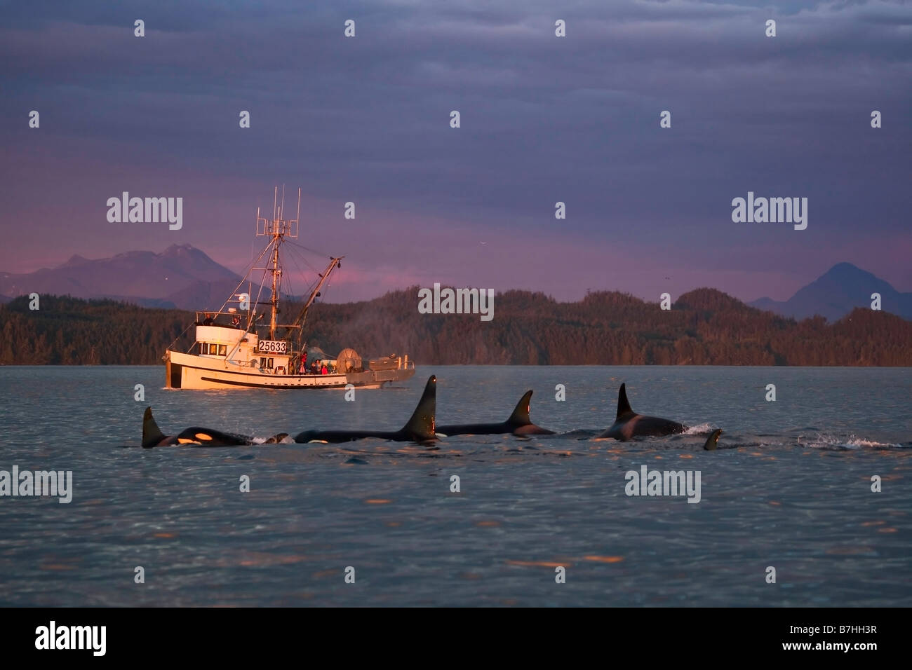 Orcas at sunset killer whales off northern vancouver island hi-res ...