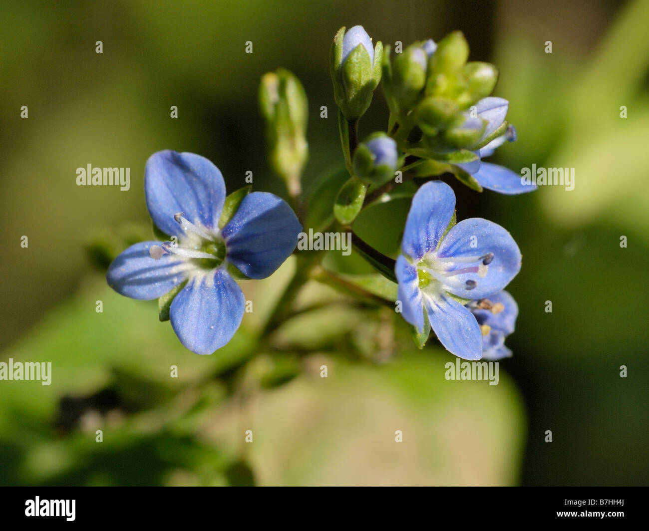Blue brooklime flower hi-res stock photography and images - Alamy
