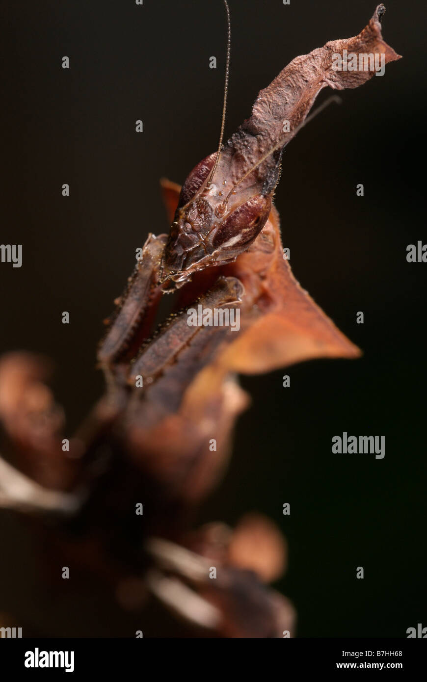 Ghost praying mantis hi-res stock photography and images - Alamy