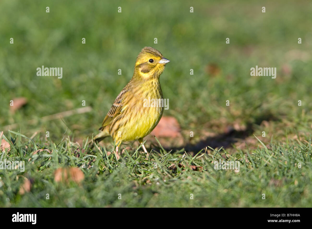 Yellowhammer female hi-res stock photography and images - Alamy