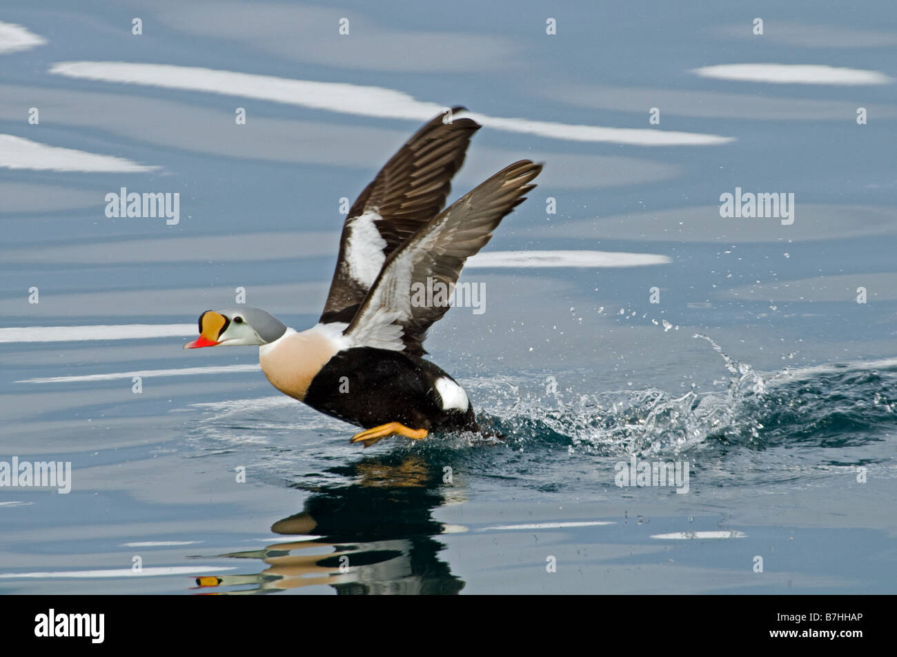 King eider flight hi-res stock photography and images - Alamy