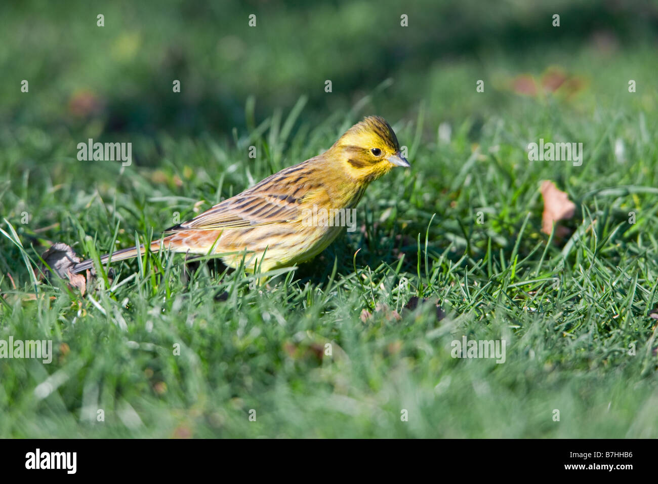 Yellowhammer Female High Resolution Stock Photography and Images - Alamy