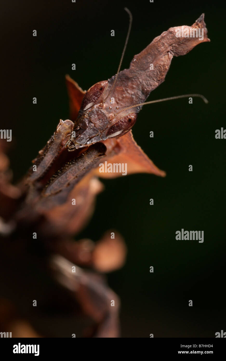 Ghost mantis hi-res stock photography and images - Alamy