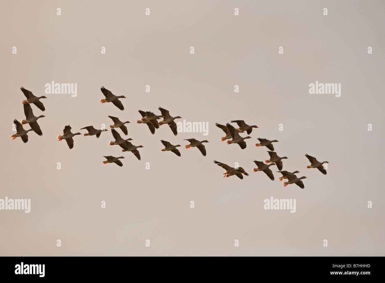 Martin goose hi-res stock photography and images - Alamy
