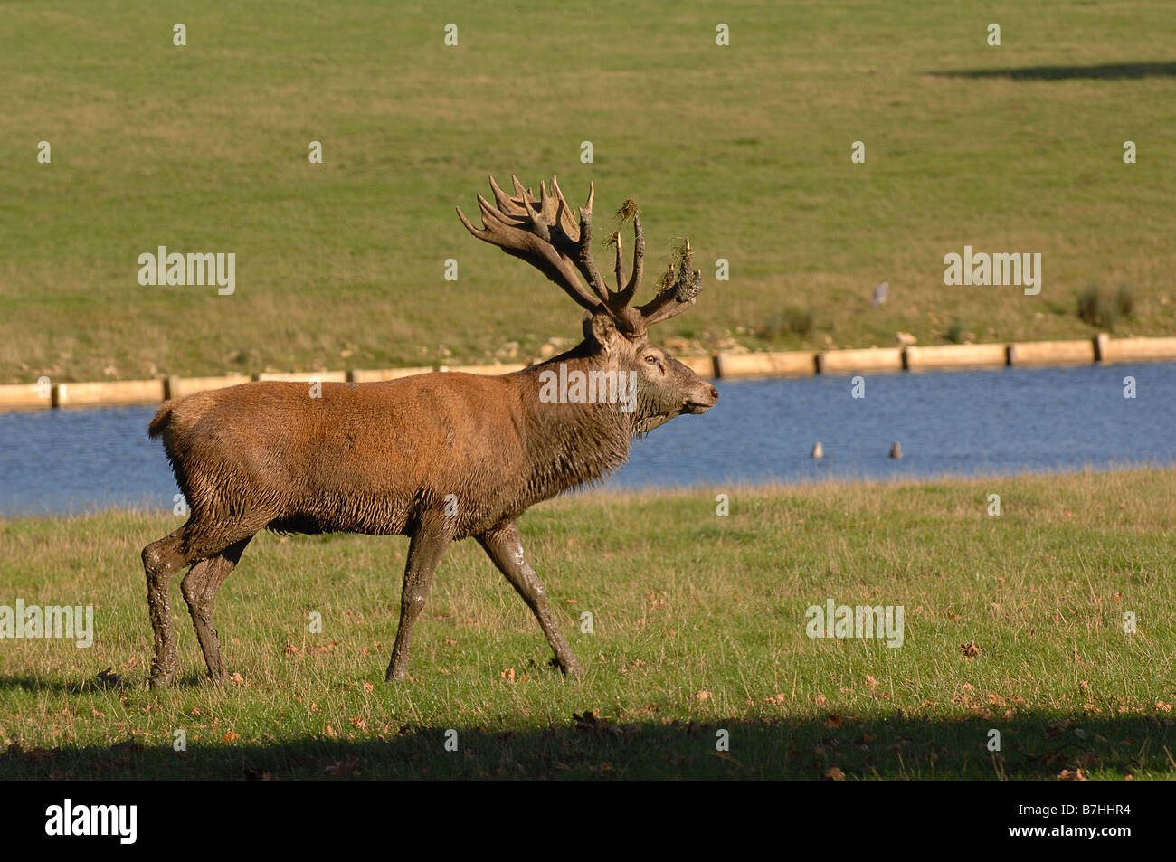 A muddy Red Deer at woburn deer park bedfordshire Stock Photo - Alamy