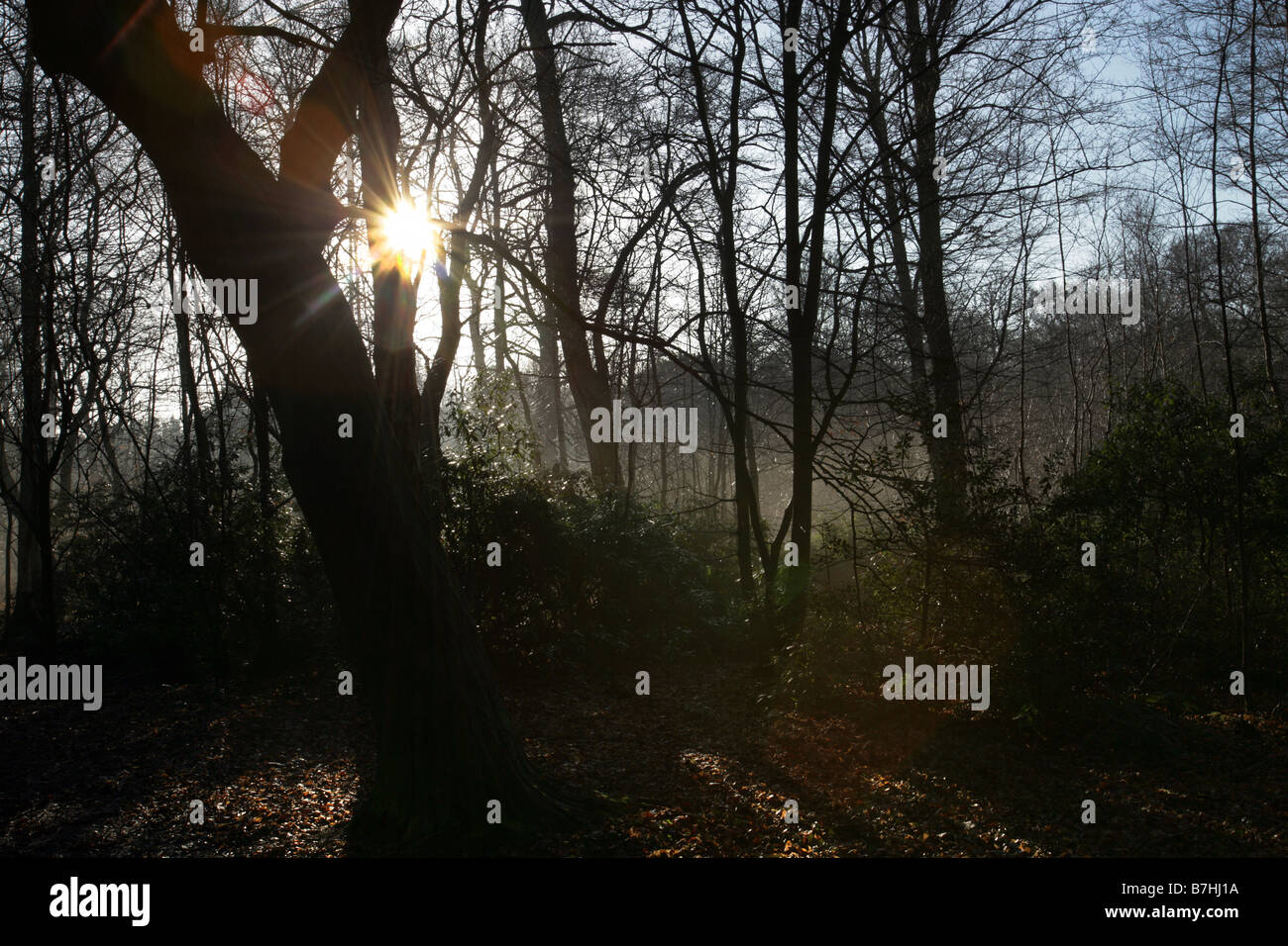 Sunny woodland landscape, Esher Common Stock Photo - Alamy