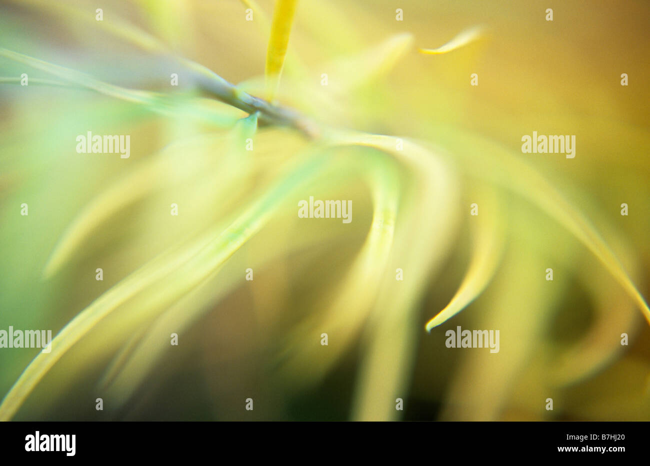 Close up of soft yellow needles of deciduous conifer tree European ...