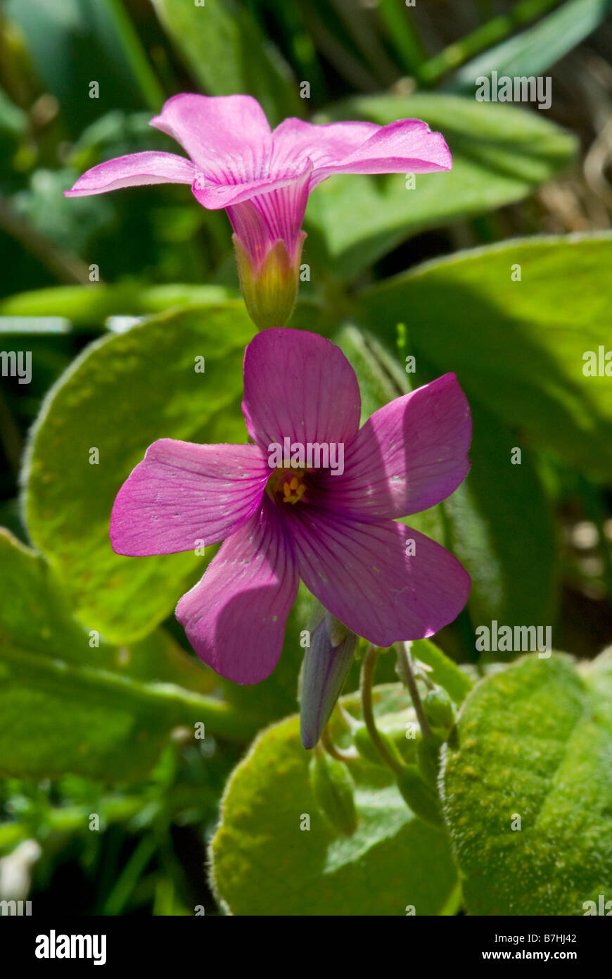Pink Sorrel (Oxalis articulata), two flowers Stock Photo - Alamy