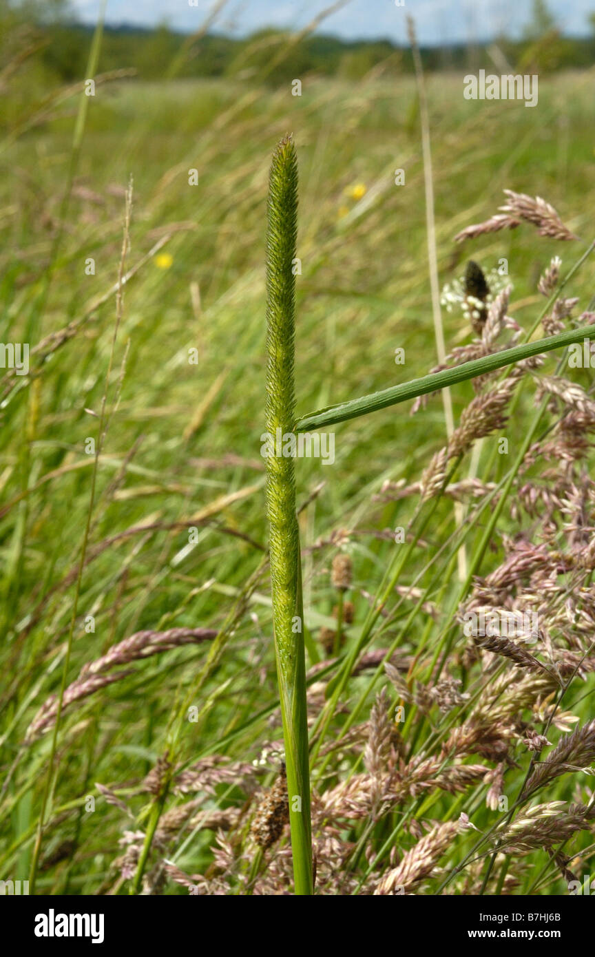 Timothy grass hi-res stock photography and images - Alamy