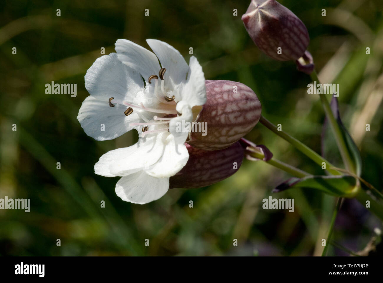 Sea Campion (Silene maritima) single flower Stock Photo - Alamy