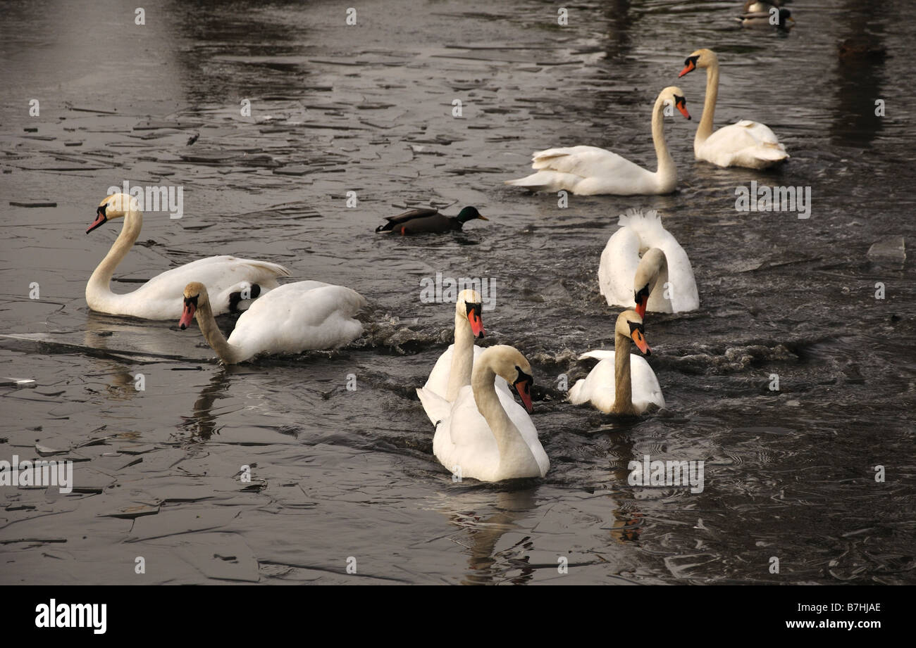 Swans in ice. Swans breaking through the ice as they swim to clearer ...