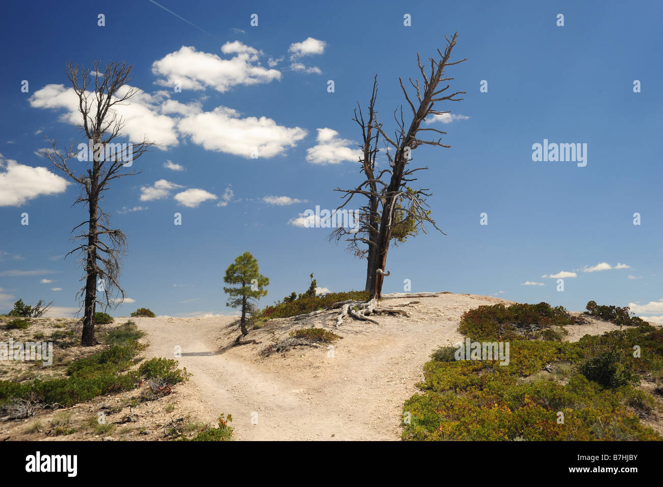 Two dead trees hi-res stock photography and images - Alamy