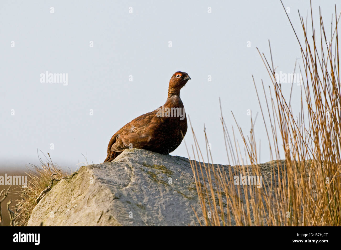 Grouse red male lagopus hi-res stock photography and images - Alamy