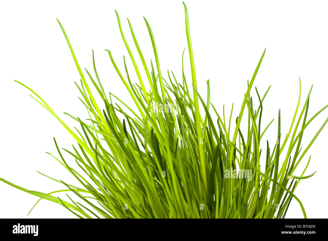 detail of chives isolated on white background Stock Photo - Alamy