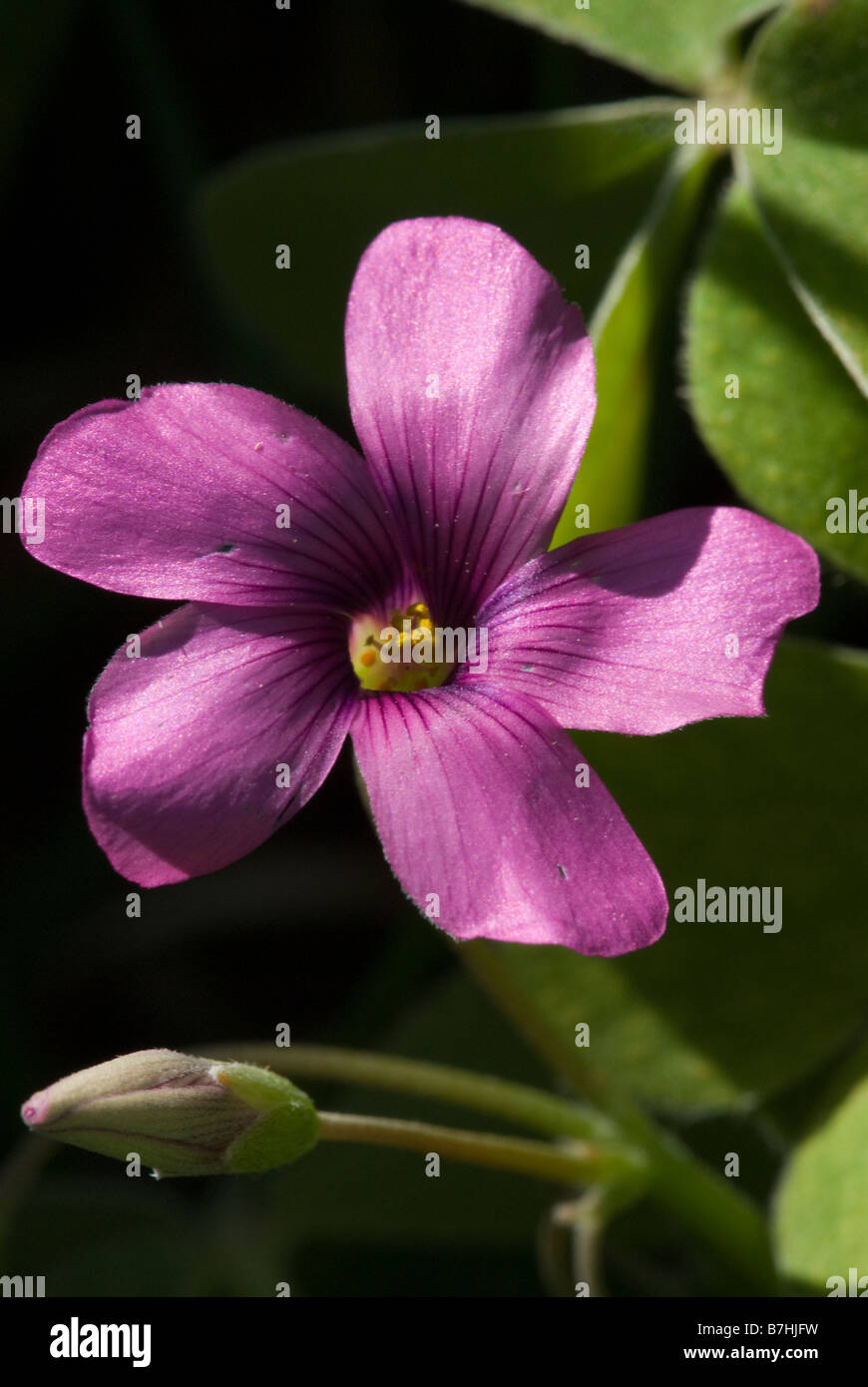Pink Sorrel (Oxalis articulata), single flower Stock Photo - Alamy