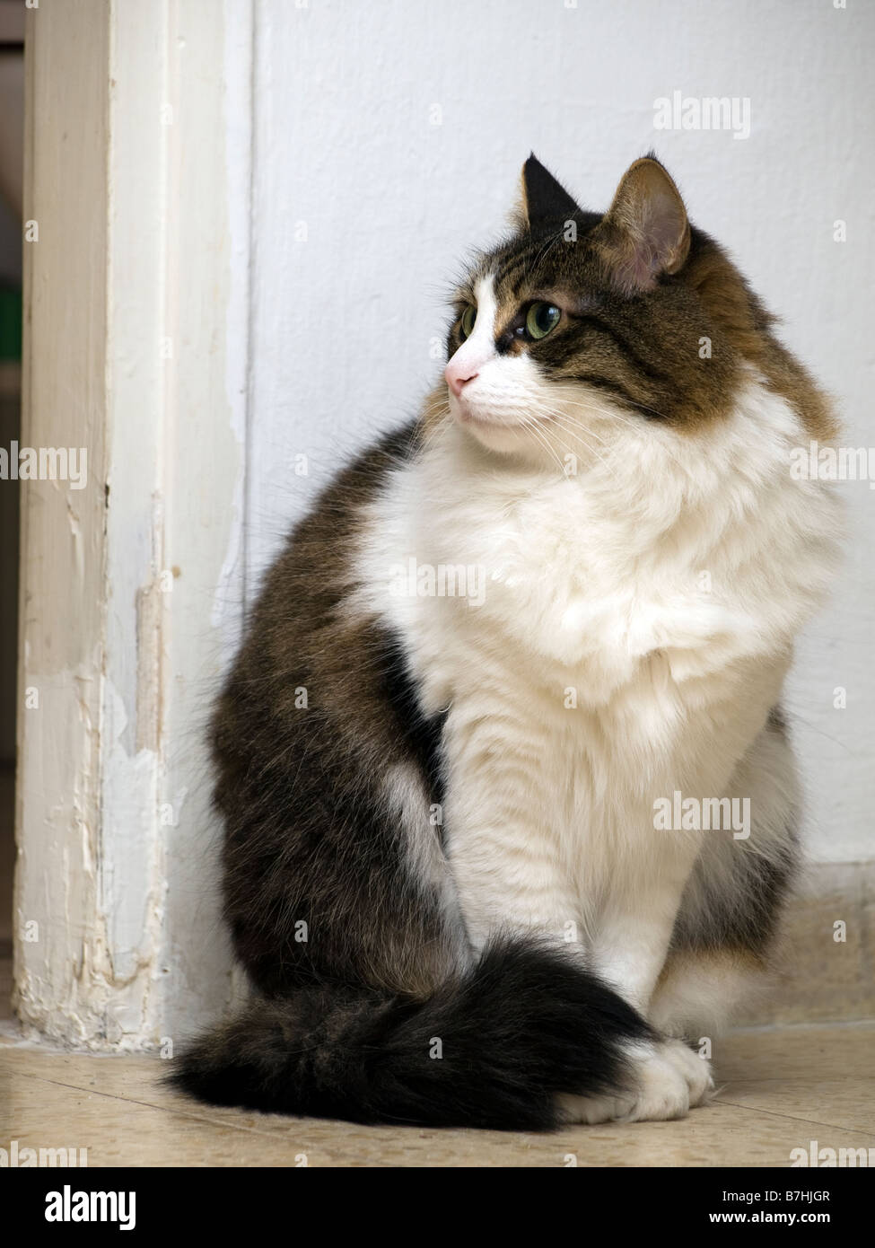 Cat feline portrait sitting looking Stock Photo - Alamy