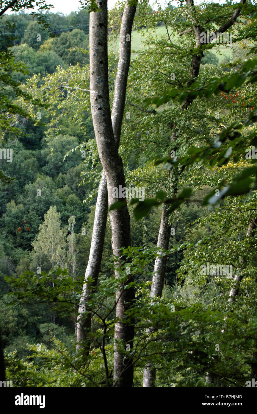 Intertwined trees in a forest Stock Photo - Alamy