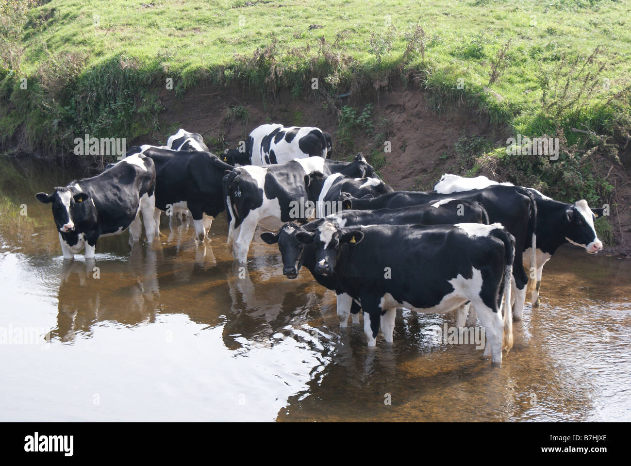 Herd of cows stood in the river Stock Photo - Alamy