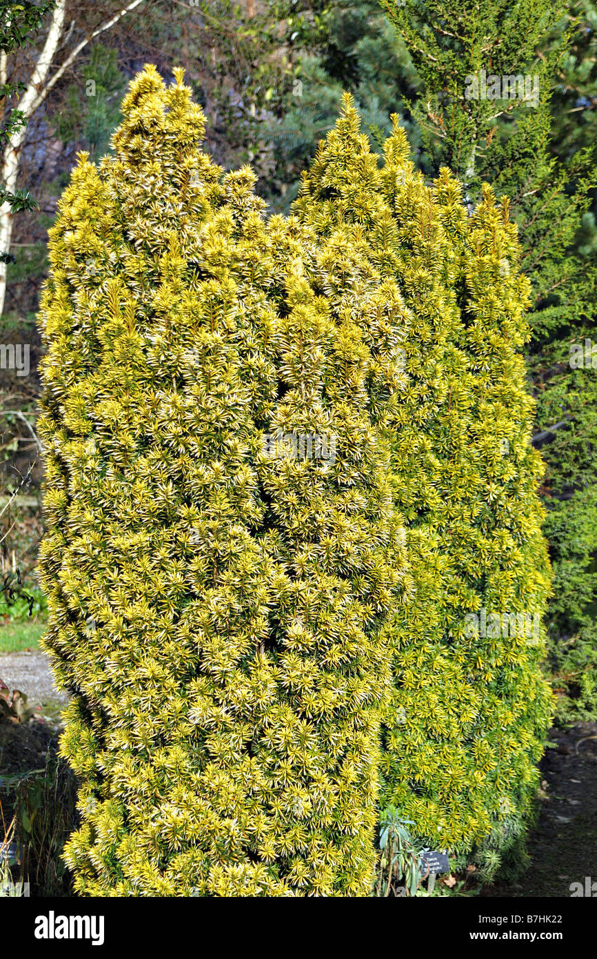 Taxus baccata ‘standishii’ hi-res stock photography and images - Alamy