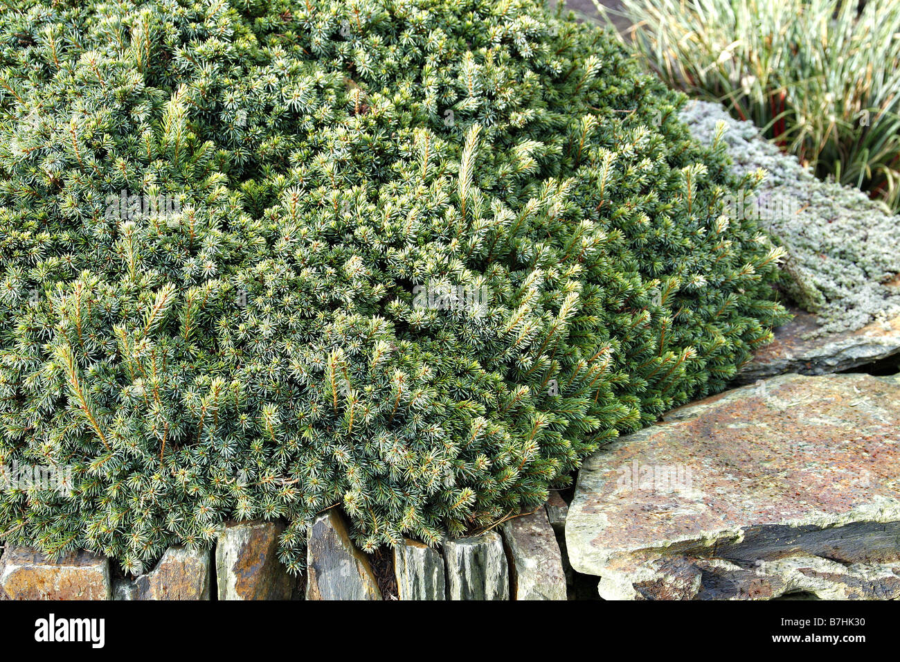 Picea mariana hi-res stock photography and images - Alamy