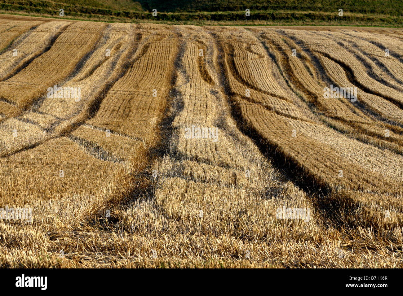 Wheat stubble field, Wiltshire, England, UK Stock Photo - Alamy