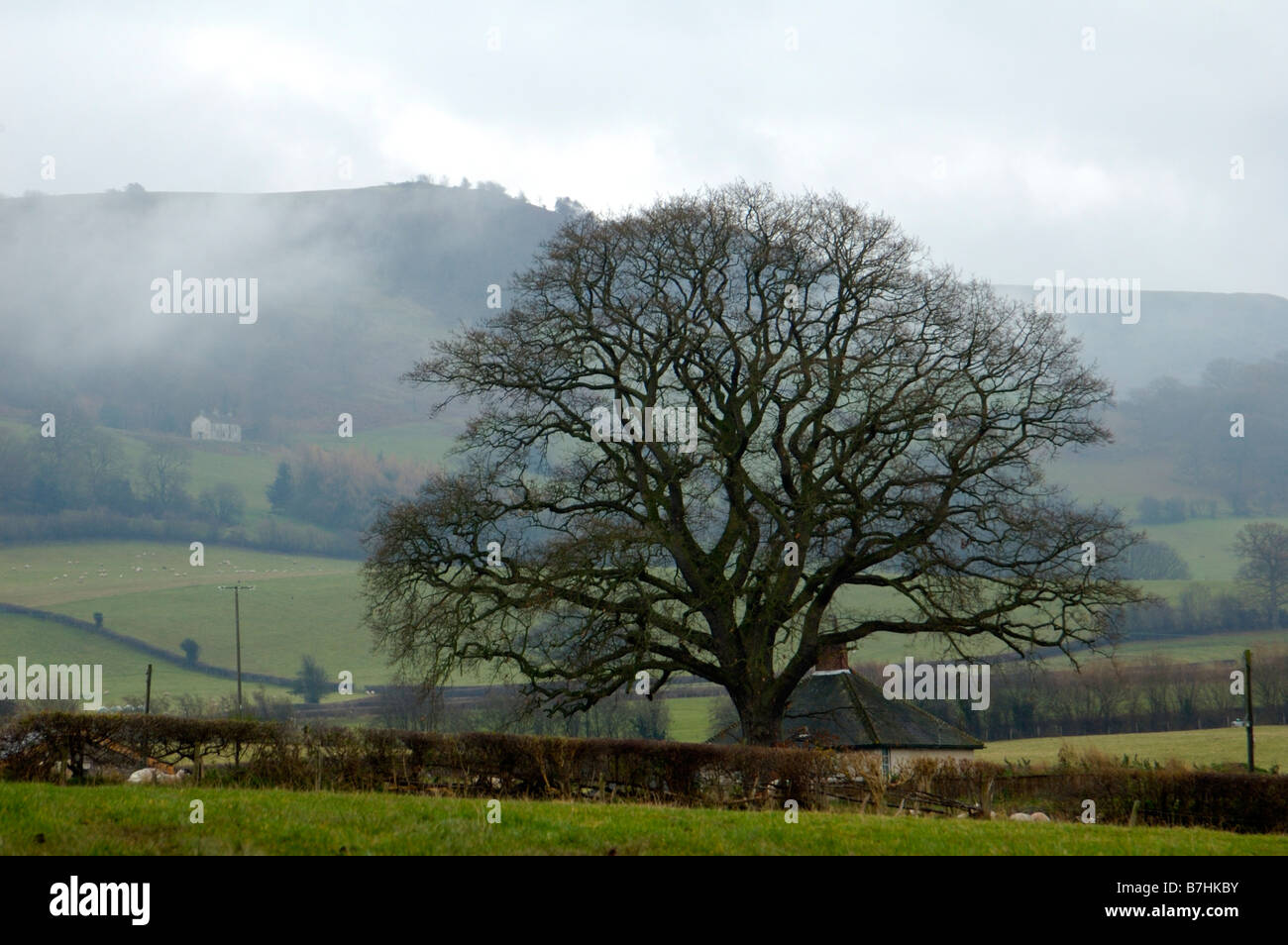 Oak cottage hi-res stock photography and images - Alamy