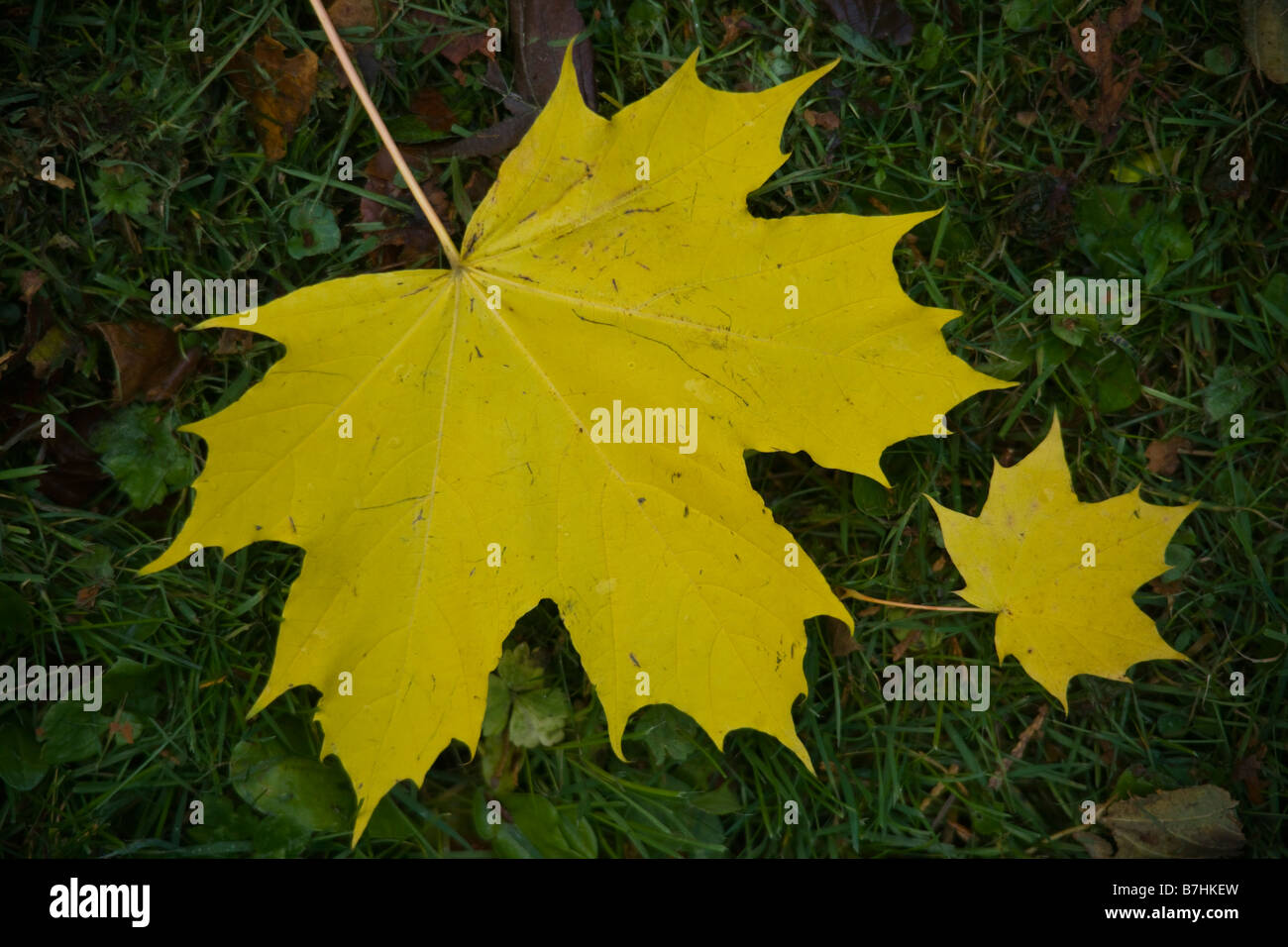 Large and small maple leaves - a graphic symbol for Quebec Separatist ...
