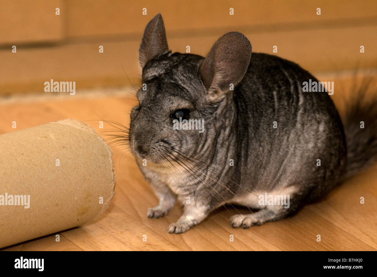 Beautiful and Inquisitive 13 year old Male Grey Chinchilla playing ...