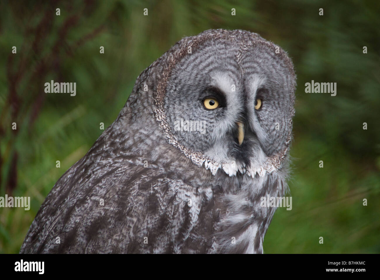 Grey owl head hi-res stock photography and images - Alamy