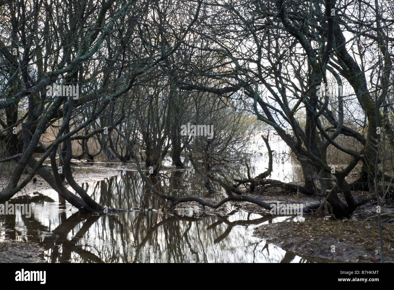 Willow swamp on the edge of Derwentwater near Keswick in the Lake ...