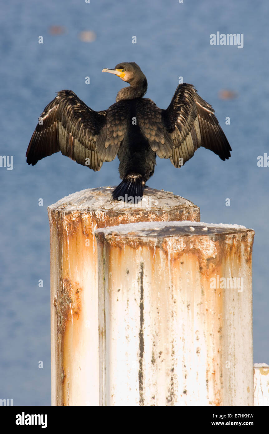 Cormorant with wings spread to dry hi-res stock photography and images ...