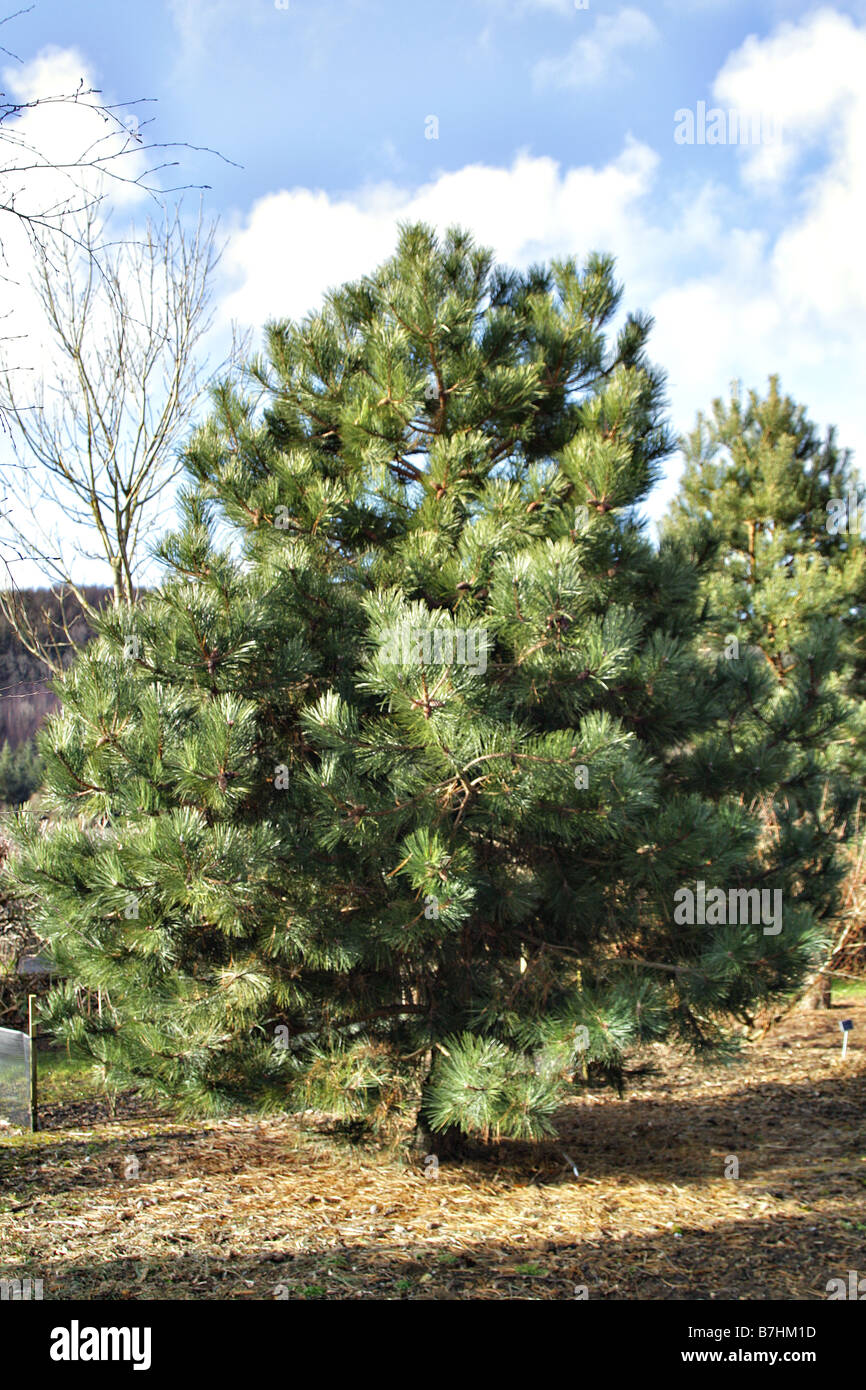 Pinus nigra agm pine black conifer austrian evergreen hi-res stock ...