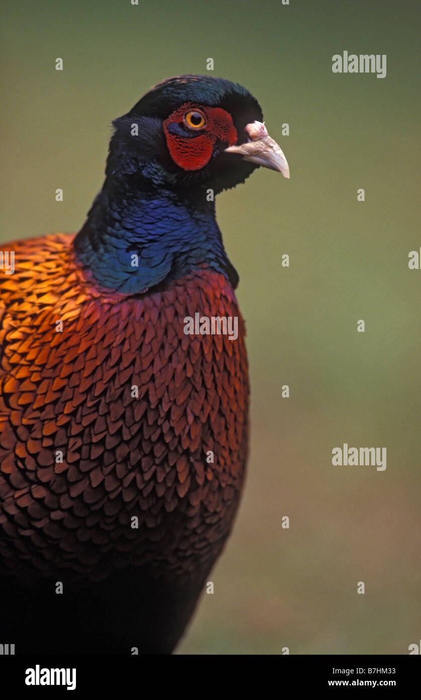 Ring-necked Pheasant (Phasianus colchicus) Male - Scotland Stock Photo - Alamy