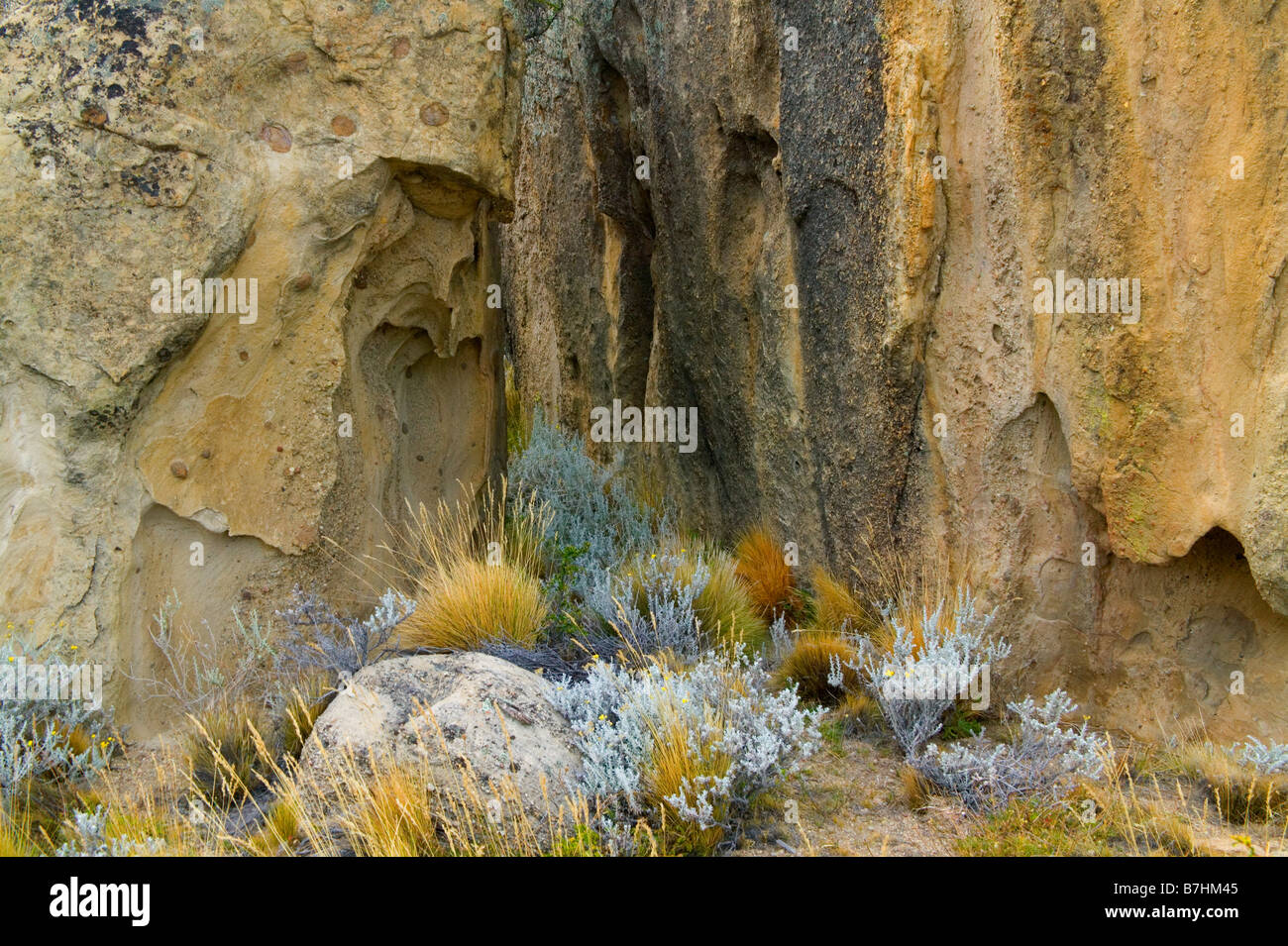 Rocks with plants Los Glaciares National Park Patagonia Argentina Stock ...
