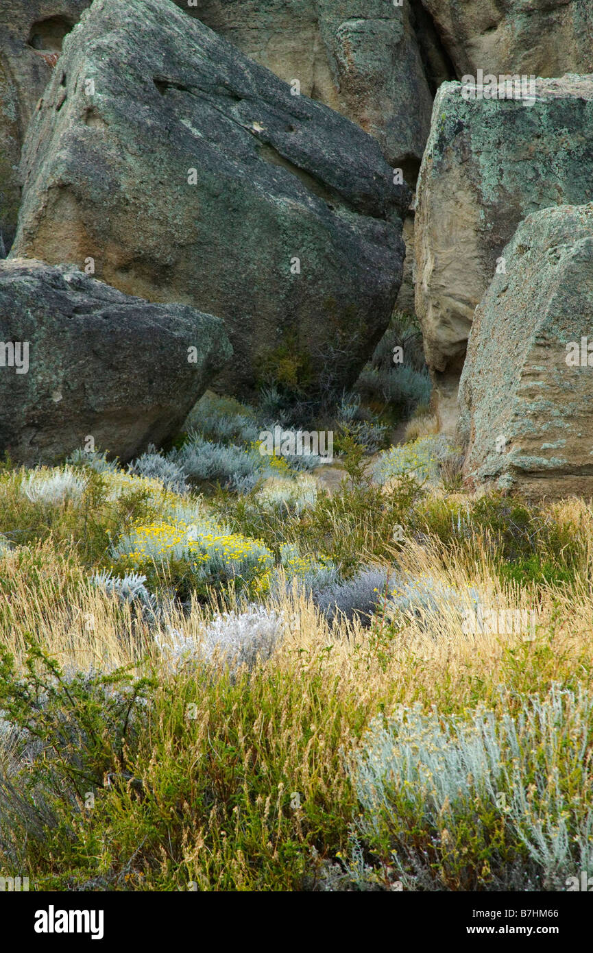 Rocks with plants Los Glaciares National Park Patagonia Argentina Stock ...