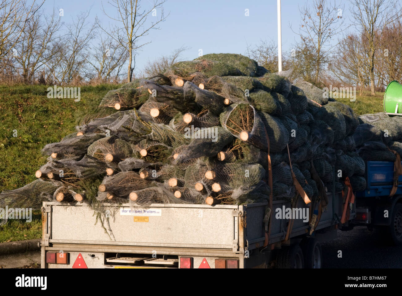 Christmas Trees on Vehicle Trailer Great Britain Stock Photo - Alamy